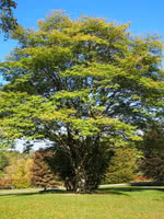 Accent Trees for Sale - TreeTime.ca