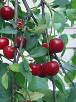 Fruit Trees for Sale - TreeTime.ca