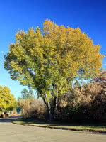 Northern Catalpa (Cigar Tree) for Sale - TreeTime.ca