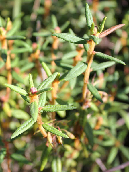 Labrador Tea for Sale - TreeTime.ca