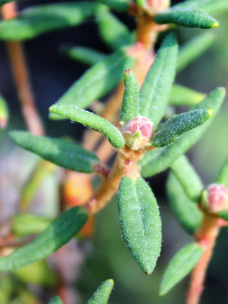 Labrador Tea for Sale - TreeTime.ca