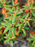 Labrador Tea for Sale - TreeTime.ca