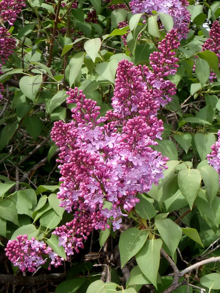 Common Purple Lilac for Sale - TreeTime.ca