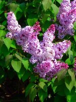 Common Purple Lilac for Sale - TreeTime.ca